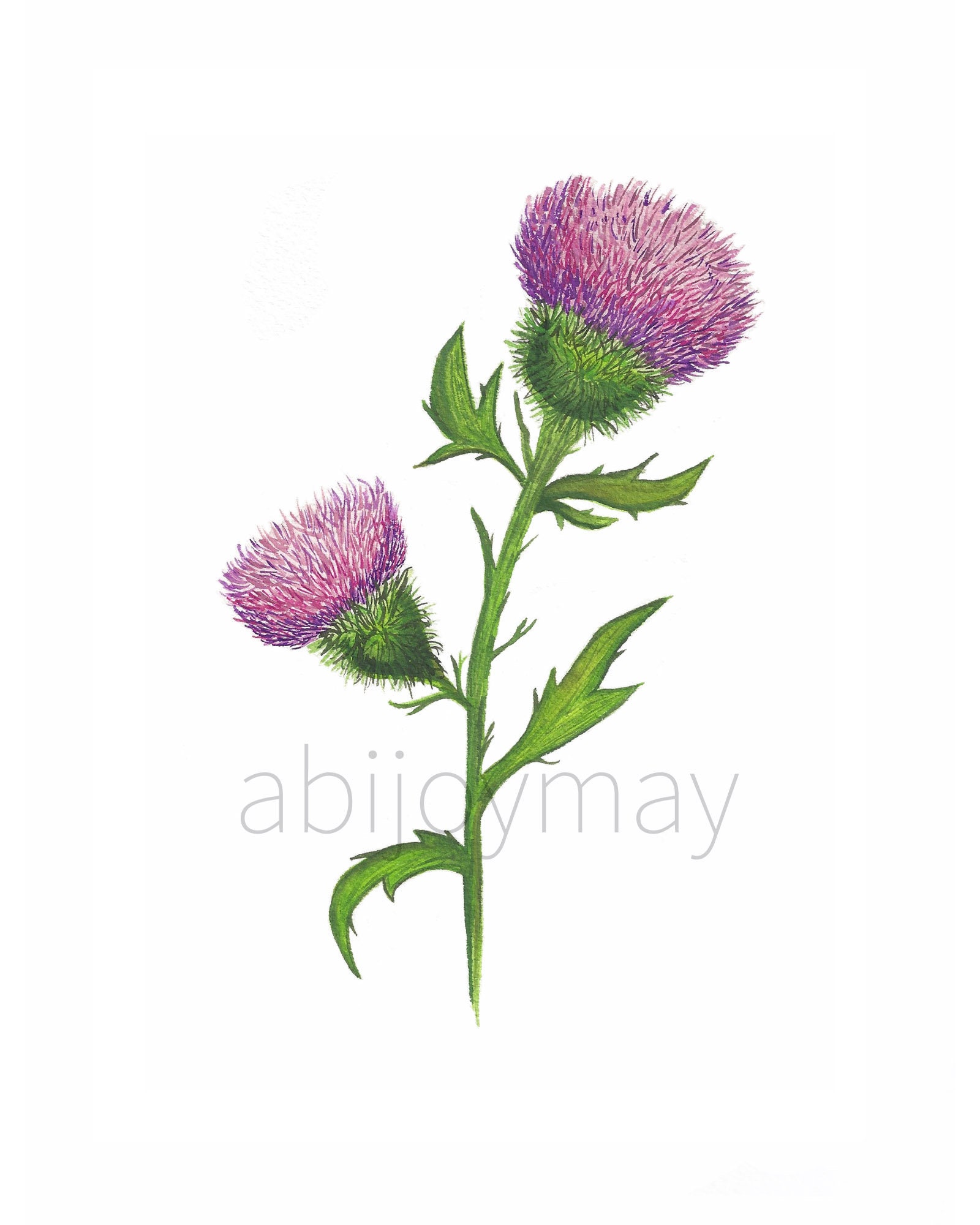 Scottish Thistle. Watercolor Digital Download. - Etsy