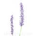 Lavender Watercolor Print. Home Decor. Lavender Print. - Etsy
