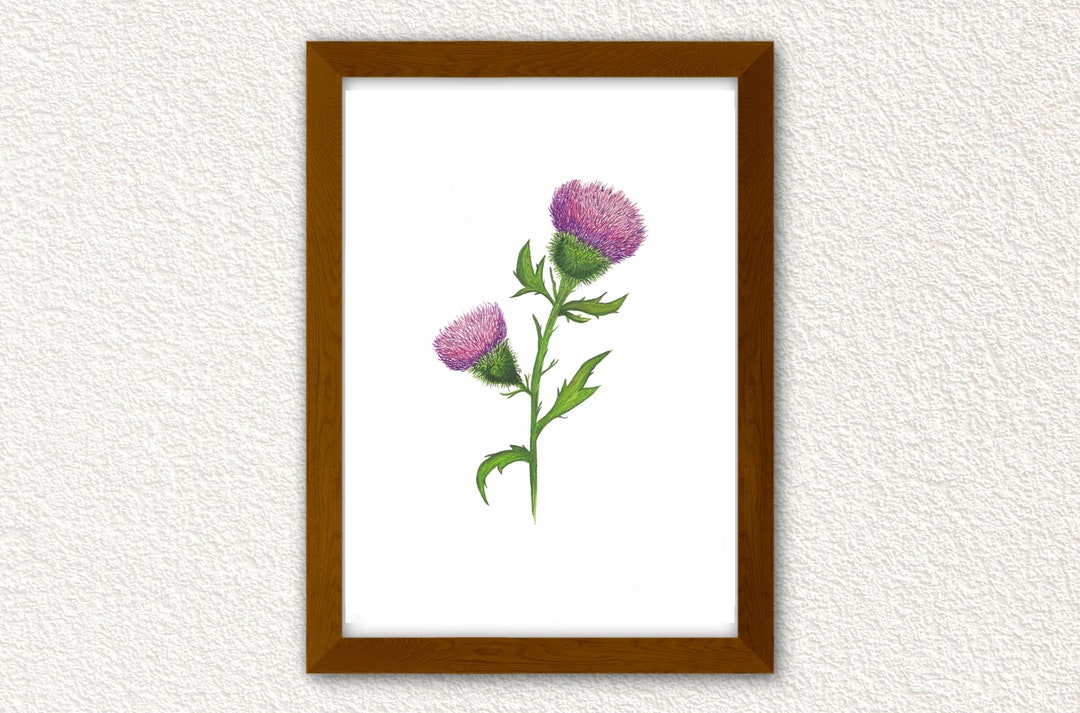 Scottish Thistle. Watercolor Digital Download. - Etsy