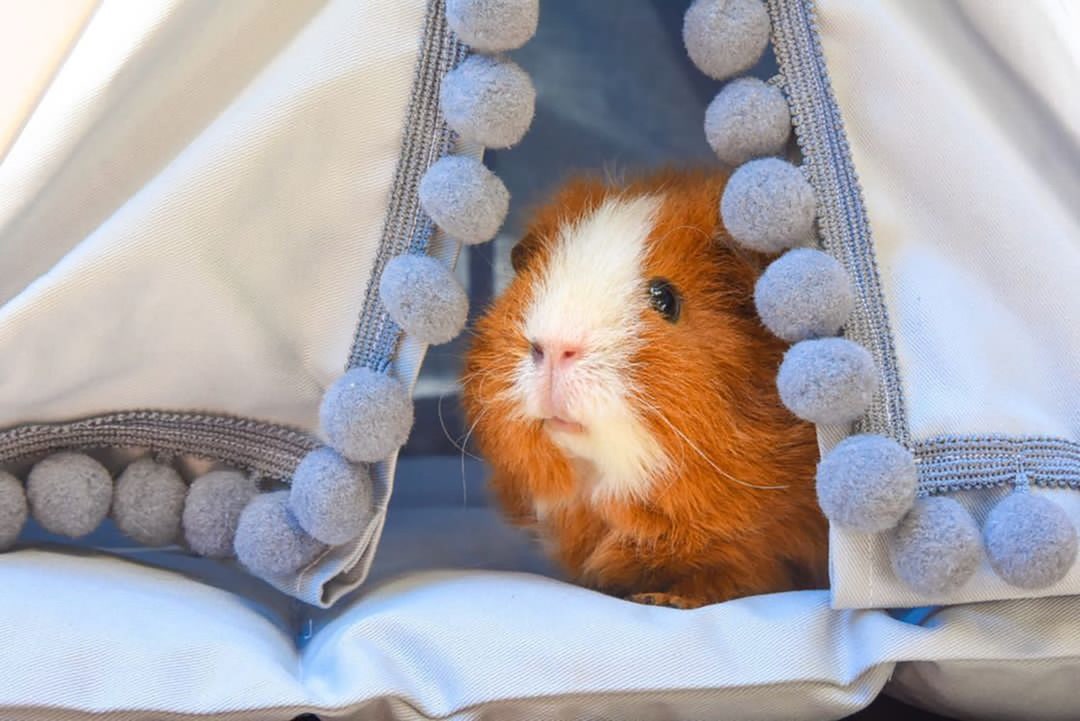 Guinea Pig House. Boho Gray Pet Teepee Bed With Pom Poms. Personalized ...