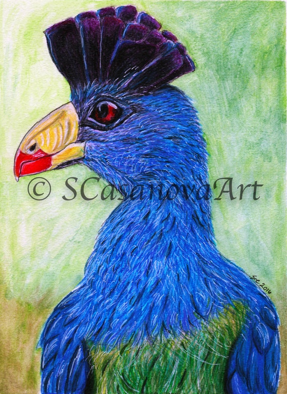 Great Blue Turaco Bird Art Print | Etsy