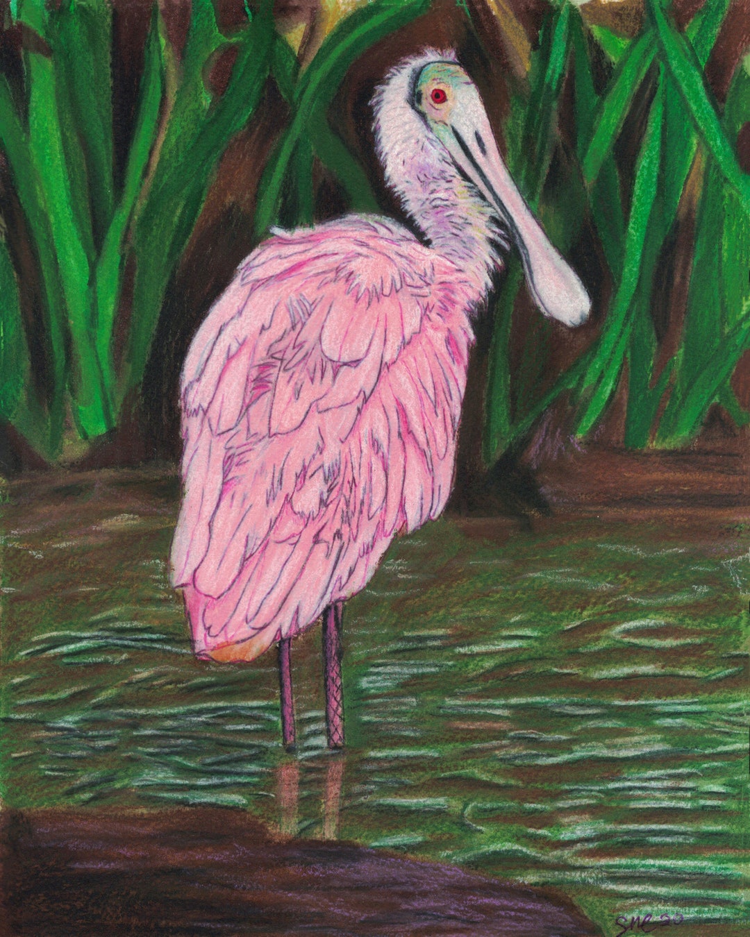 Roseate Spoonbill Art Print of Original Drawing - Etsy
