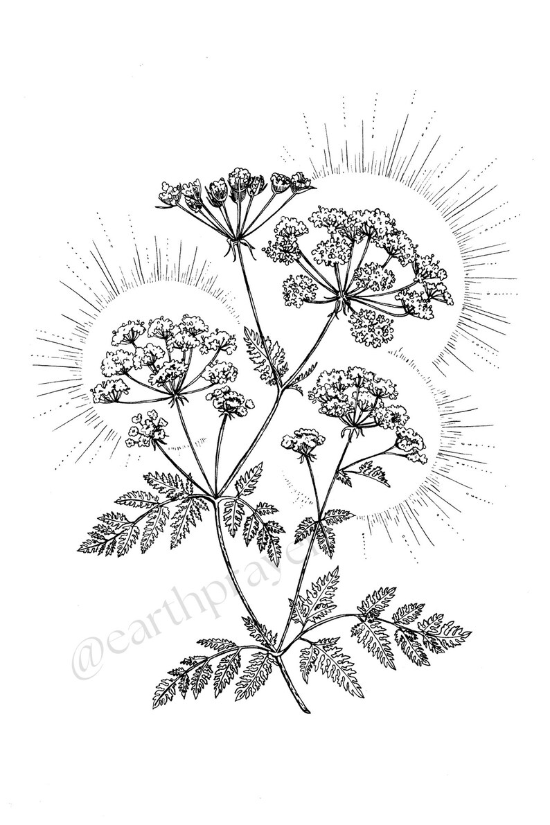 Poison Hemlock Print, Original Illustration, Pen and Ink Drawing, Plant ...