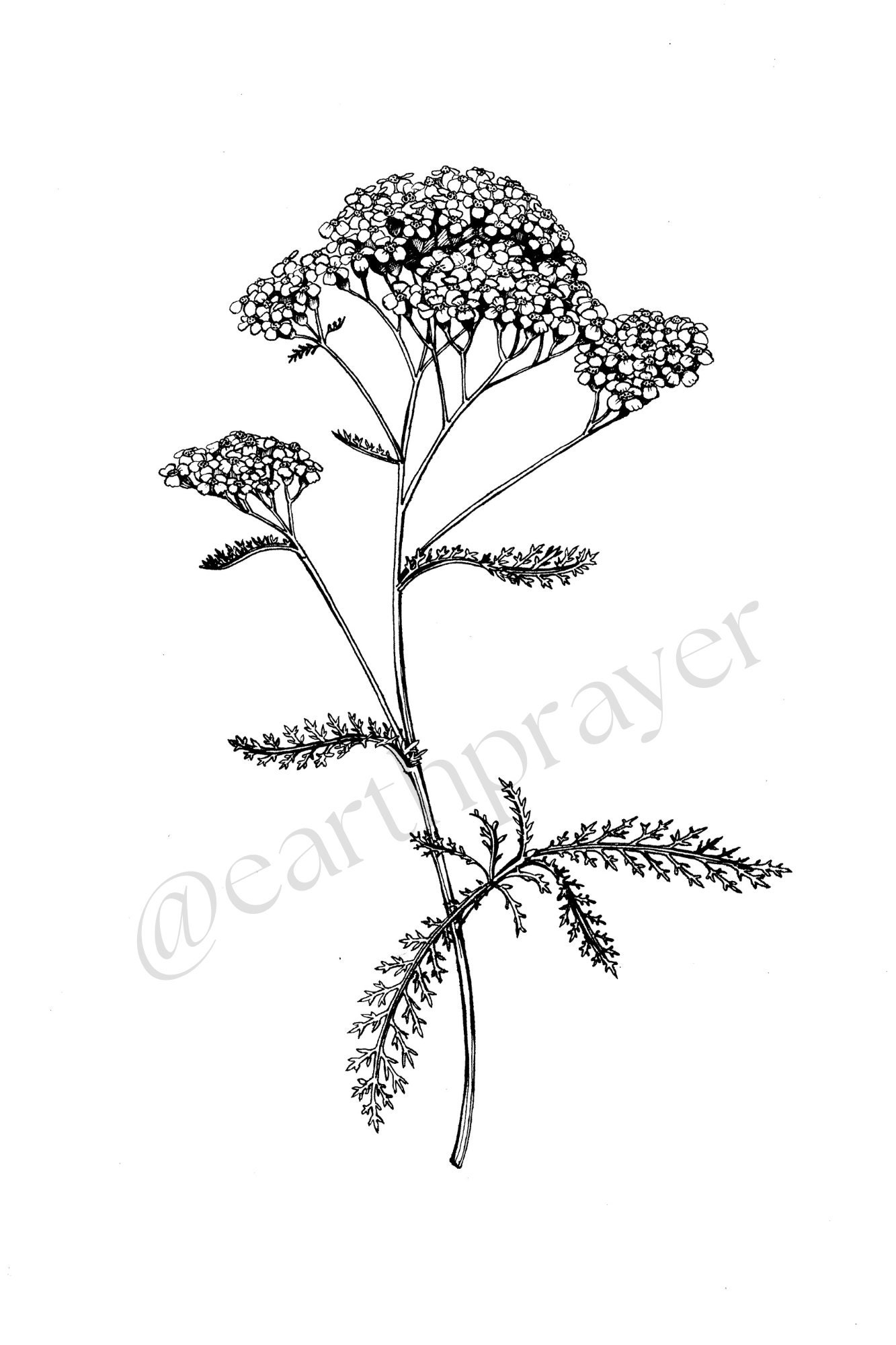 Yarrow Flower Drawing