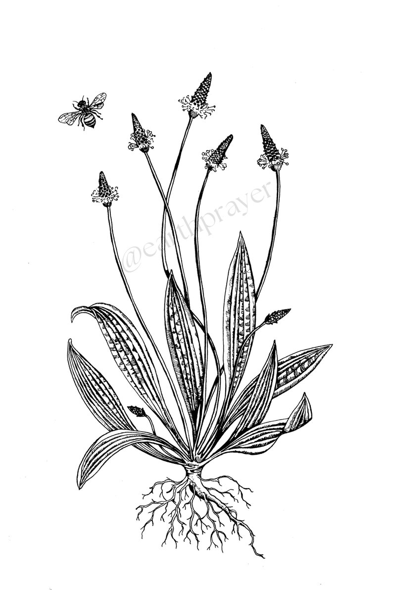 Plantain Print Original Illustration Pen and Ink Drawing - Etsy