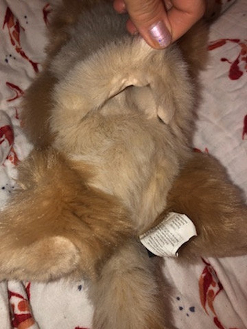 Vintage Ditz Dog plush Golden Retriever plush realistic also | Etsy