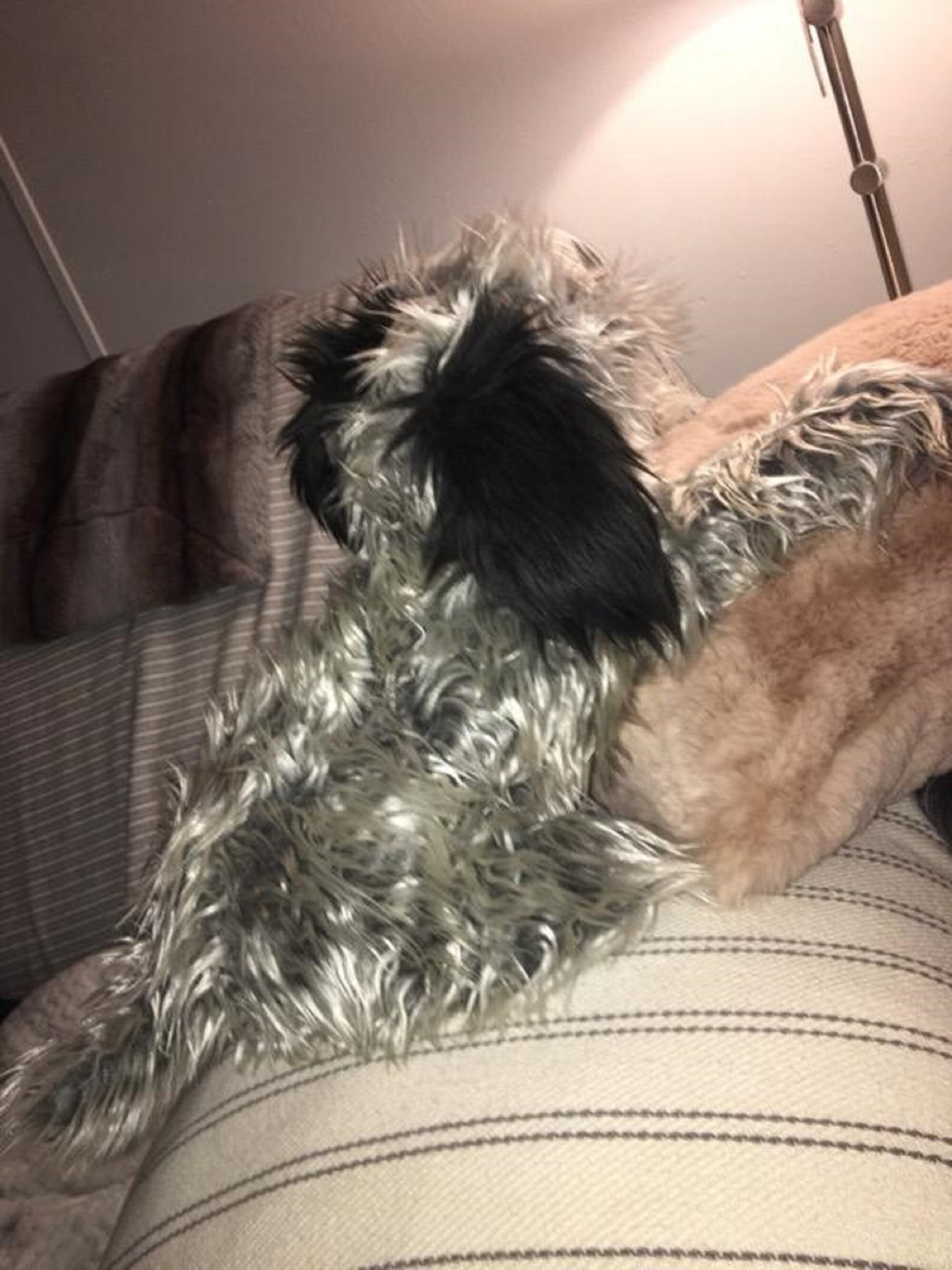 Puppets Toys & Games Vintage Folkmanis Scruffy Dog plush Puppet 20 ECU ...