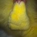 Vintage Dandee Duck Plush Fluffy Poofy Big Wings Silly Frou - Etsy