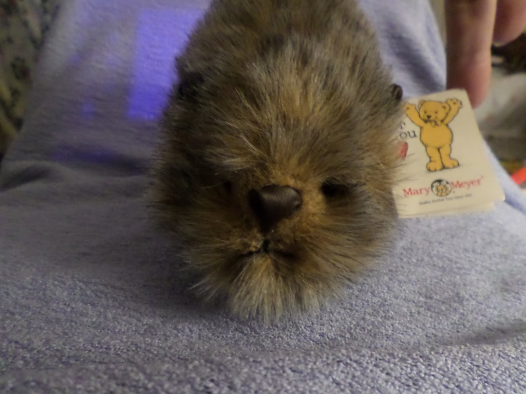 Mary Meyer Groundhog Day Woodchuck Plush NWTS Dated 1994 Vinyl Leather ...