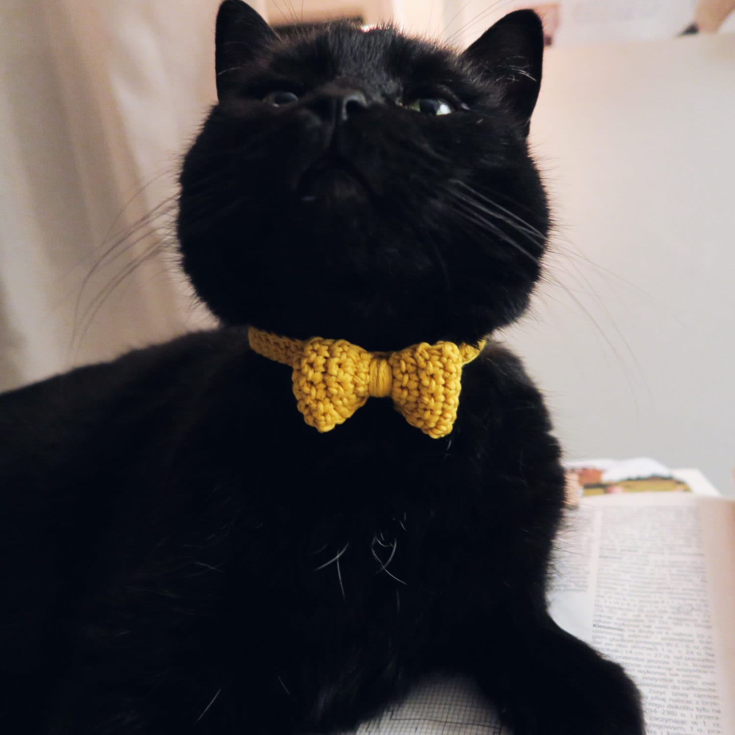 Yellow Crochet Cat Collar Adjustable Cat Bow Tie Collar - Etsy UK