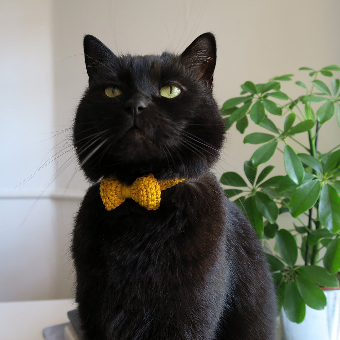 Yellow Crochet Cat Collar Adjustable Cat Bow Tie Collar - Etsy UK