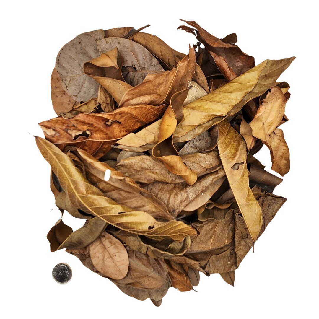 Peruvian Rainforest Blend Leaf Litter - Etsy