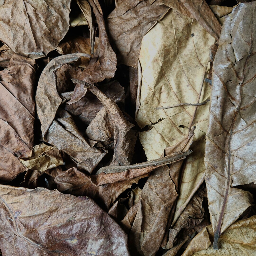 Peruvian Almendra Leaf Litter - Etsy