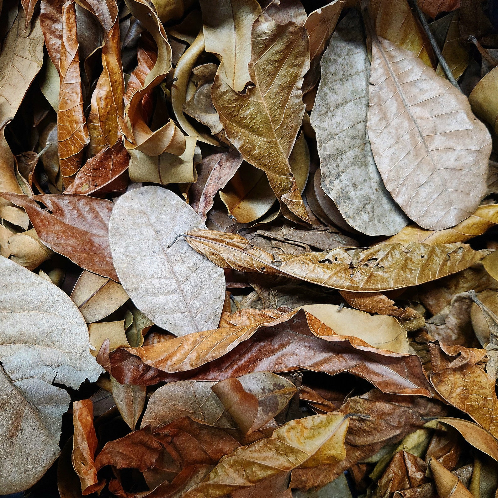 Peruvian Rainforest Blend Leaf Litter - Etsy