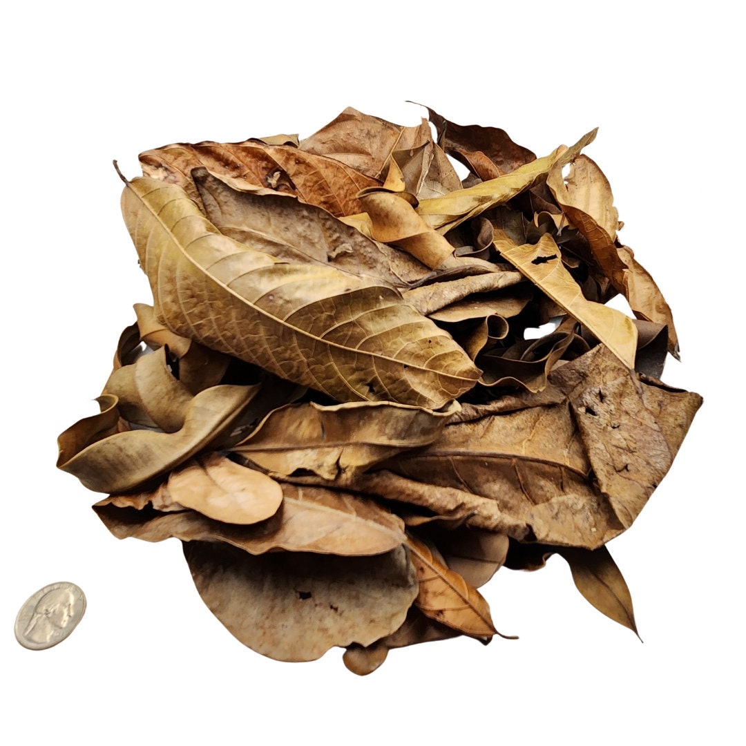 Peruvian Rainforest Blend Leaf Litter - Etsy