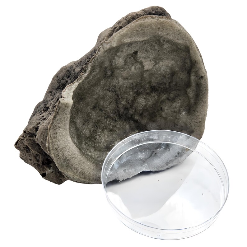 Rock Hut! Faux Rock Coco Hut Replacement! Grey - Etsy