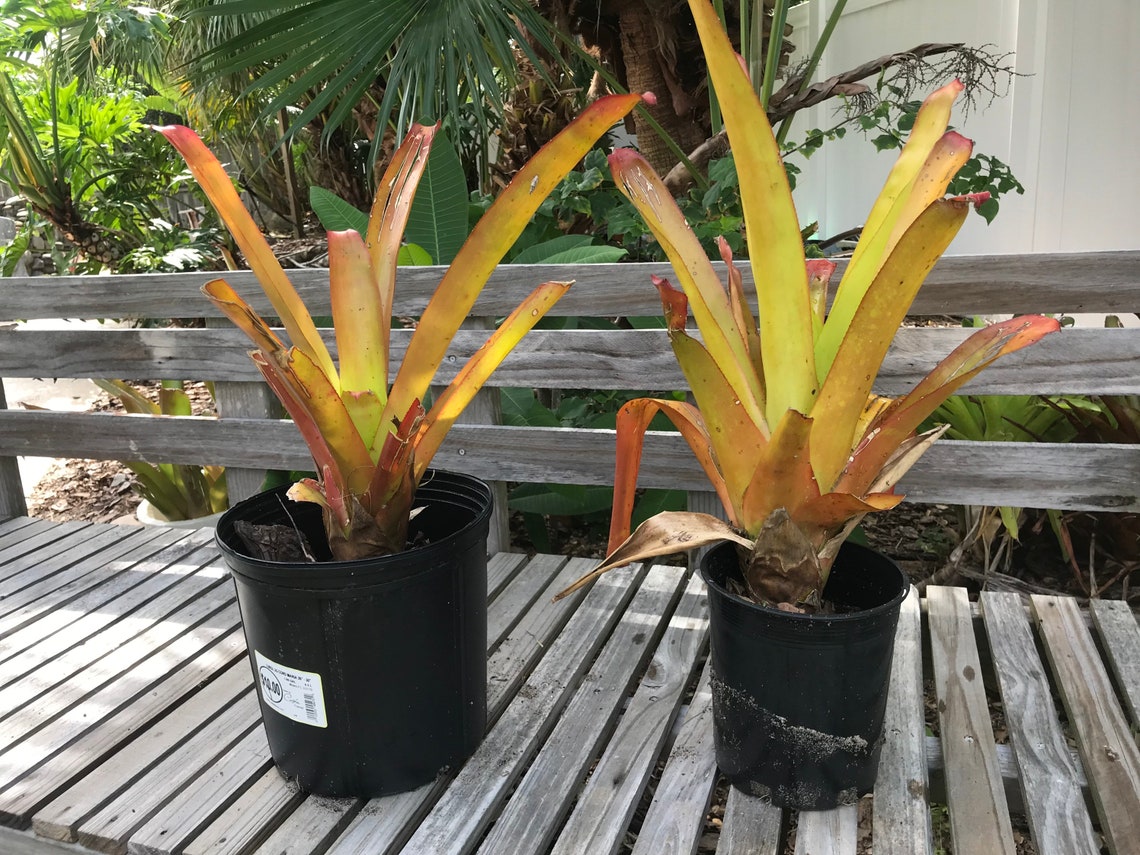 Aechmea Blanchetiana (giant Orange Bromeliad) - Etsy