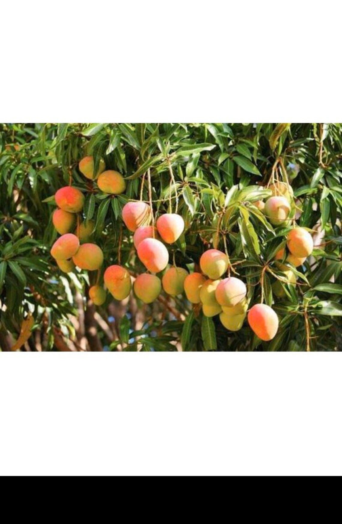 DWARF MANGO TREE Live Plant - Etsy