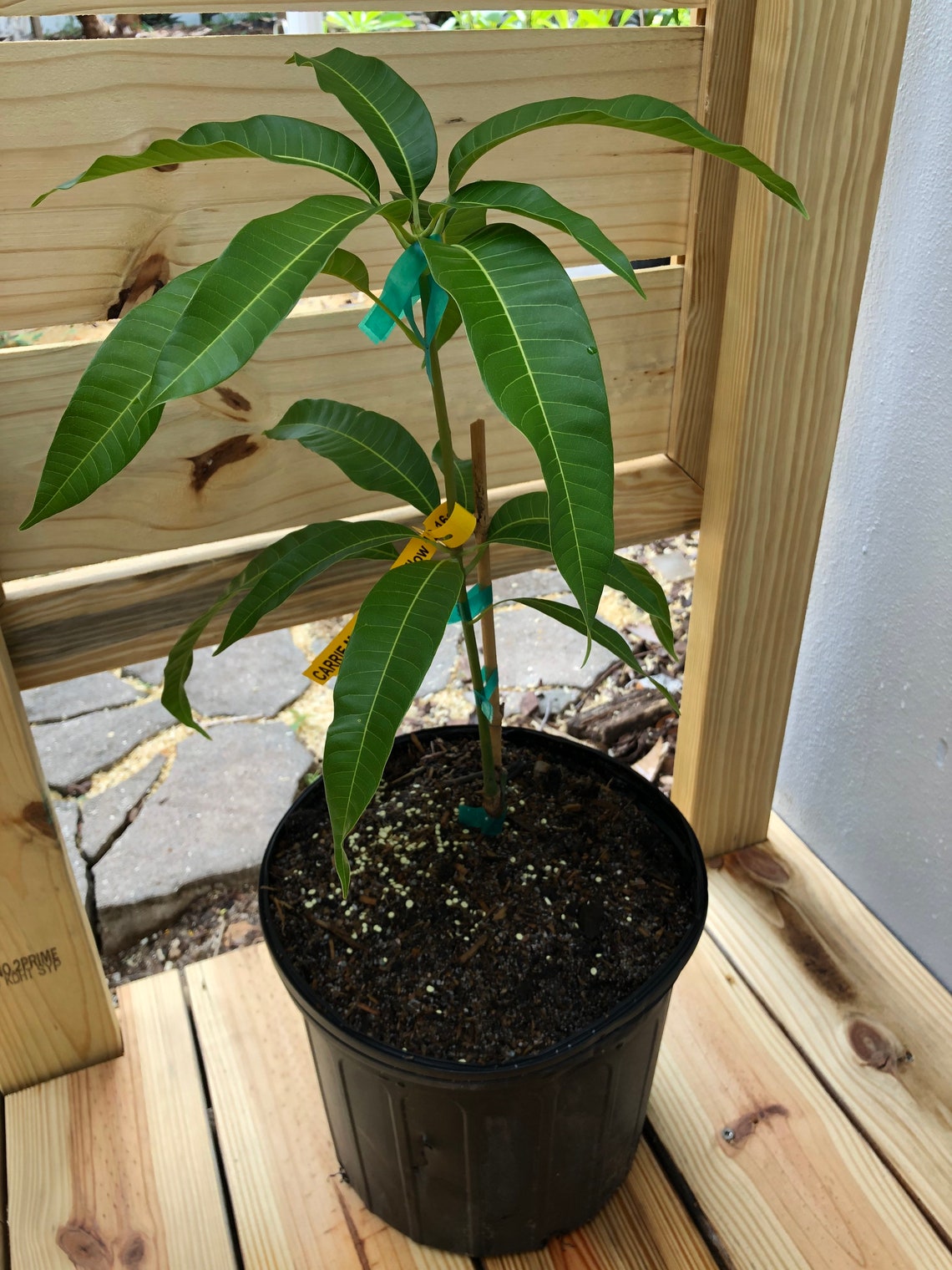 DWARF MANGO TREE Live Plant - Etsy