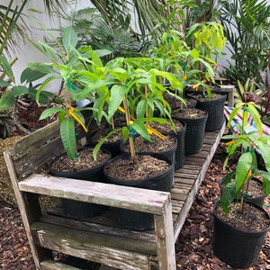 DWARF MANGO TREE Live Plant - Etsy