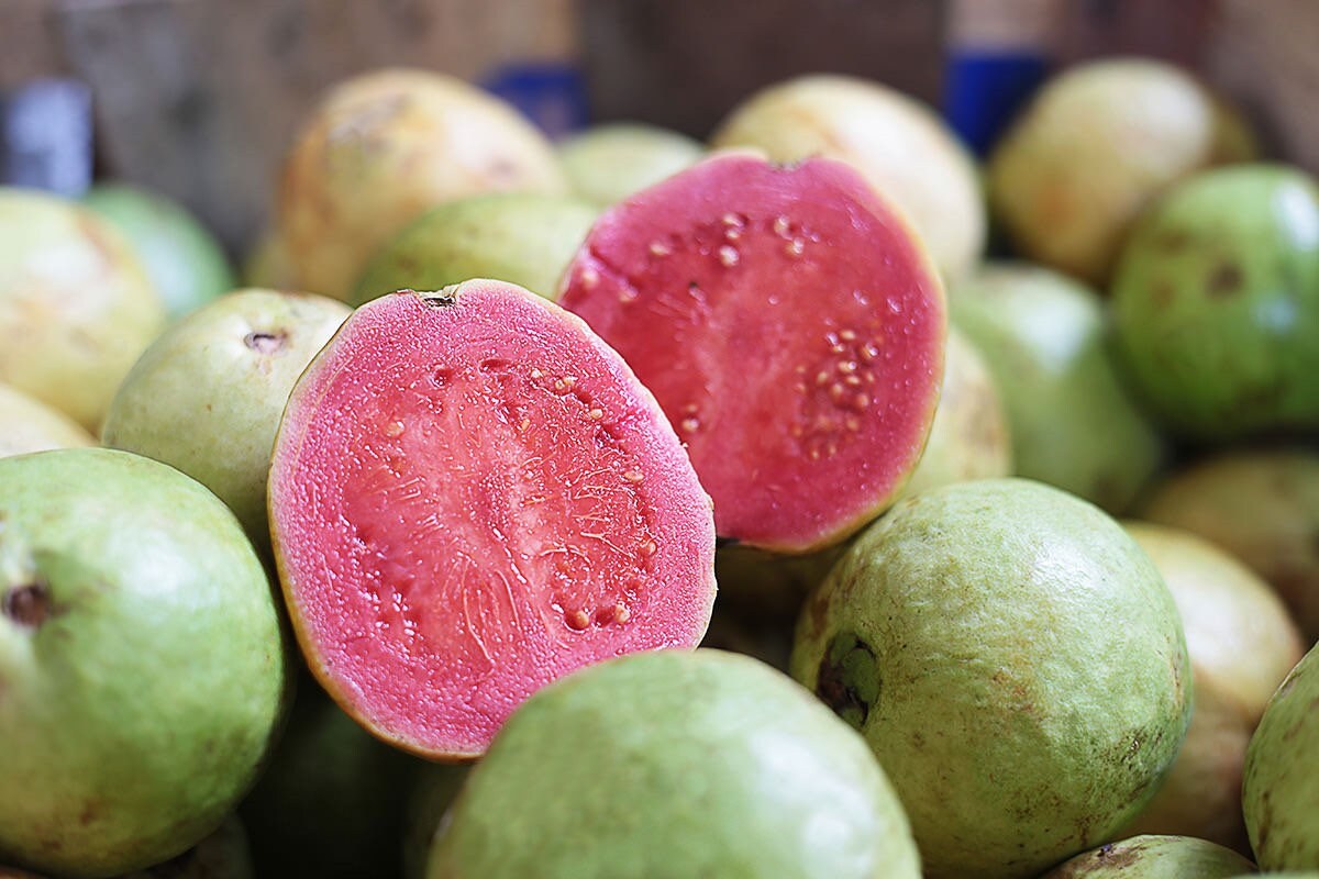 ÁRBOL de guayaba rosa en vivo (completamente arraigado) - Etsy México
