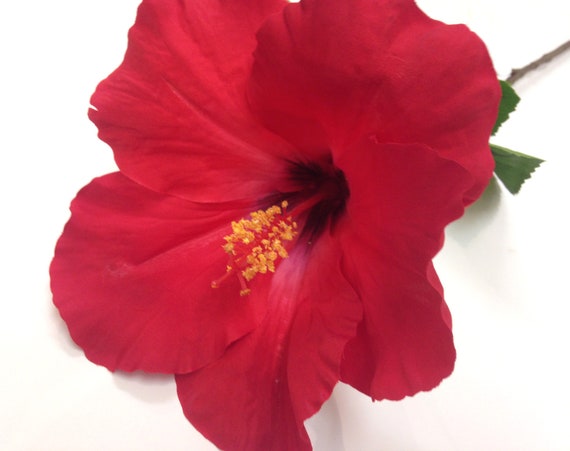 Hawaiian Red Hibiscus