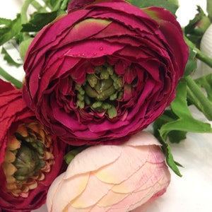 Ranunculus Ranunculus Flowers Pink Ranunculus Burgundy - Etsy