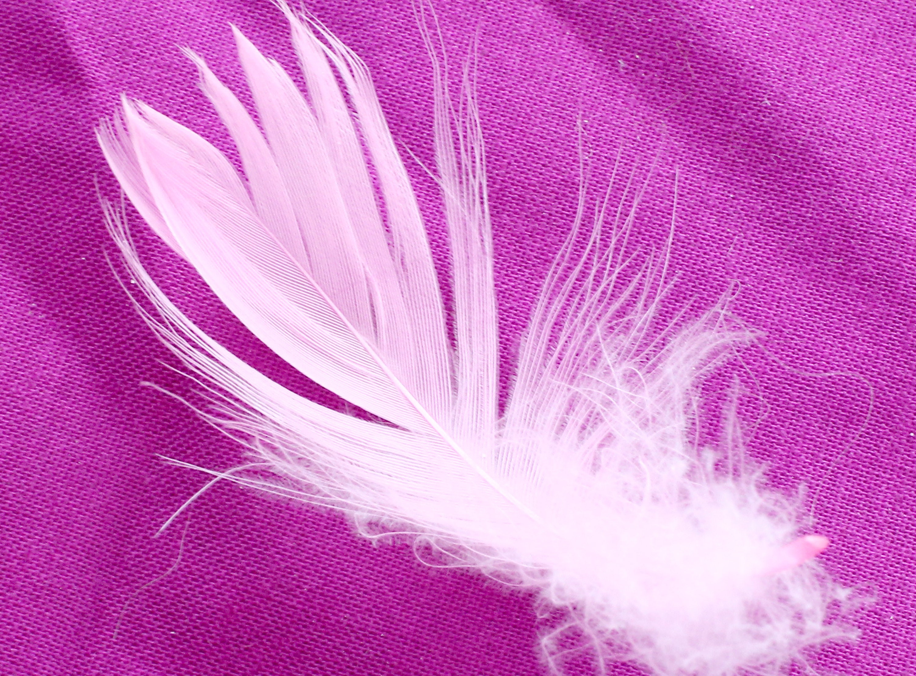 1-3 Inch Baby Pink Feathers. Light Colored Plumes for Making | Etsy