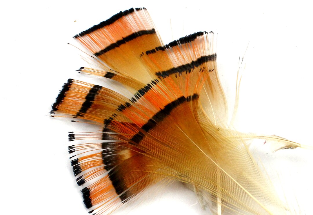 1-2 Inch Golden Pheasant Feathers. 10 Flat Gold Tippets With Flat Tops ...