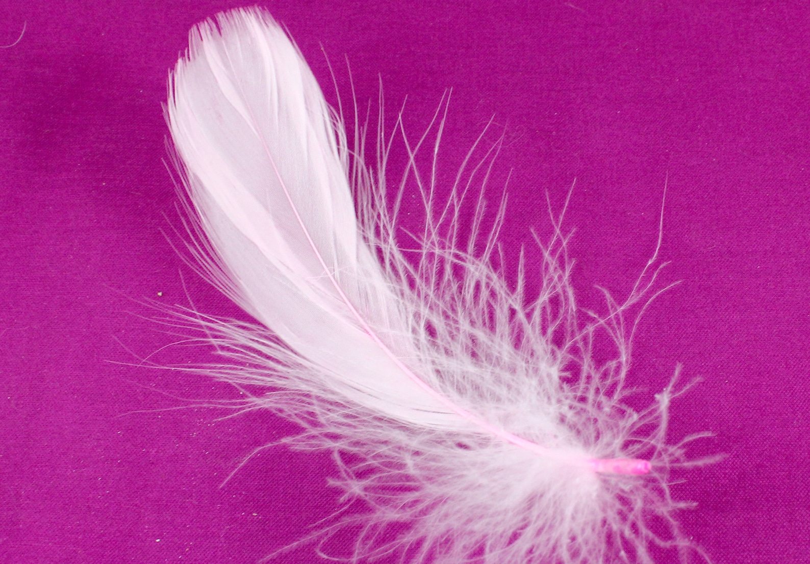 3-5 Inch Baby Pink Feathers. Light Colored Plumes for Making - Etsy Canada