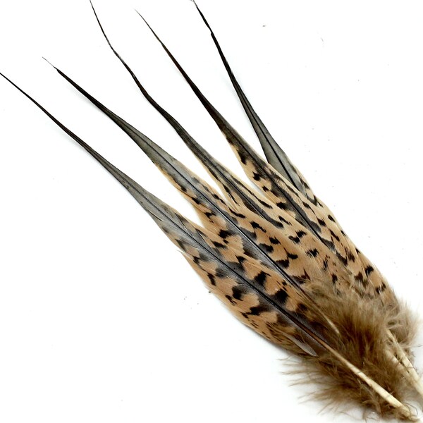 Rare Bird Feathers - Etsy