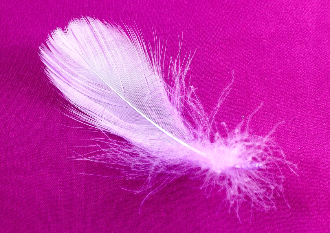 3-5 Inch Light Purple Goose Feathers. Pale Mauve Colored Bird - Etsy Canada