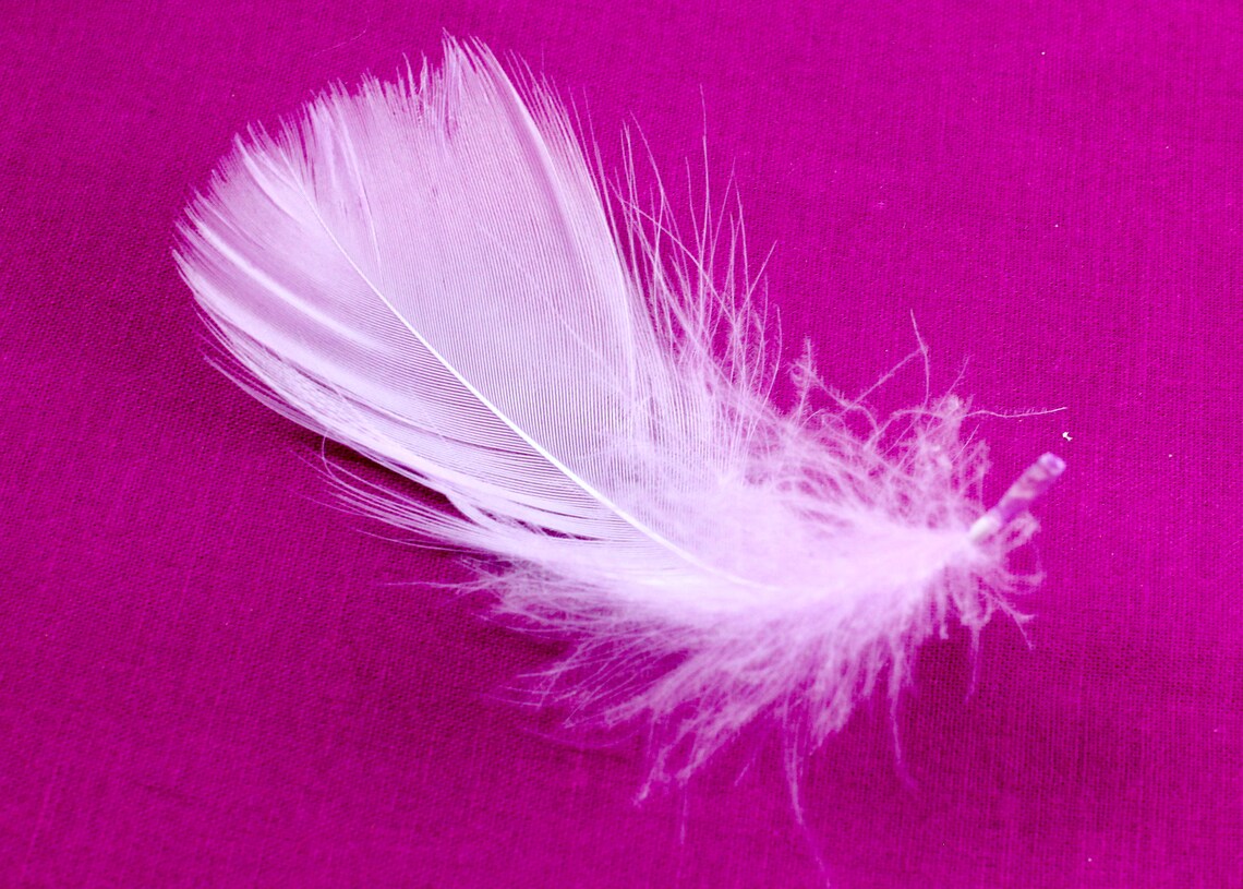 3-5 Inch Light Purple Goose Feathers. Pale Mauve Colored Bird - Etsy Canada