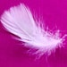 3-5 Inch Light Purple Goose Feathers. Pale Mauve Colored Bird ...