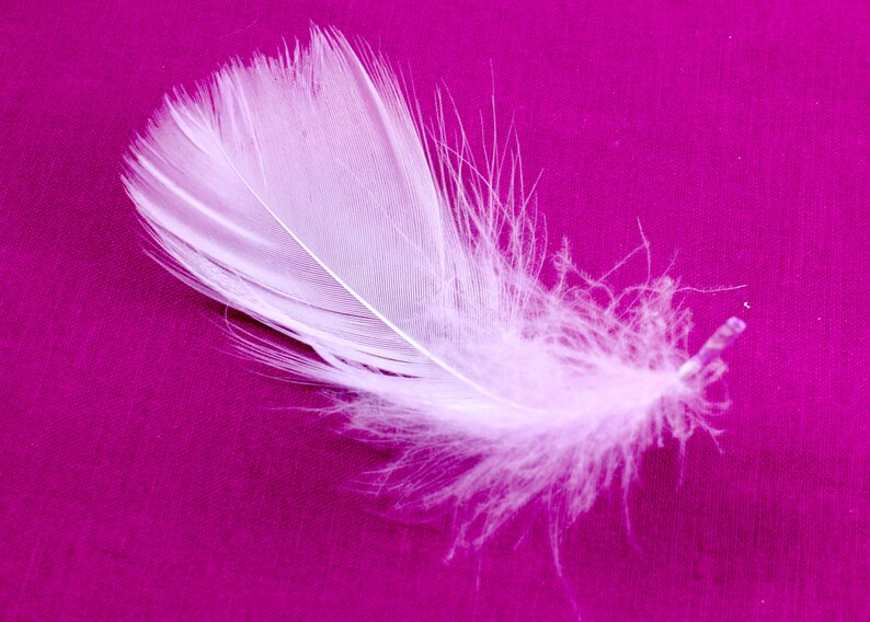 3-5 Inch Light Purple Goose Feathers. Pale Mauve Colored Bird - Etsy Canada