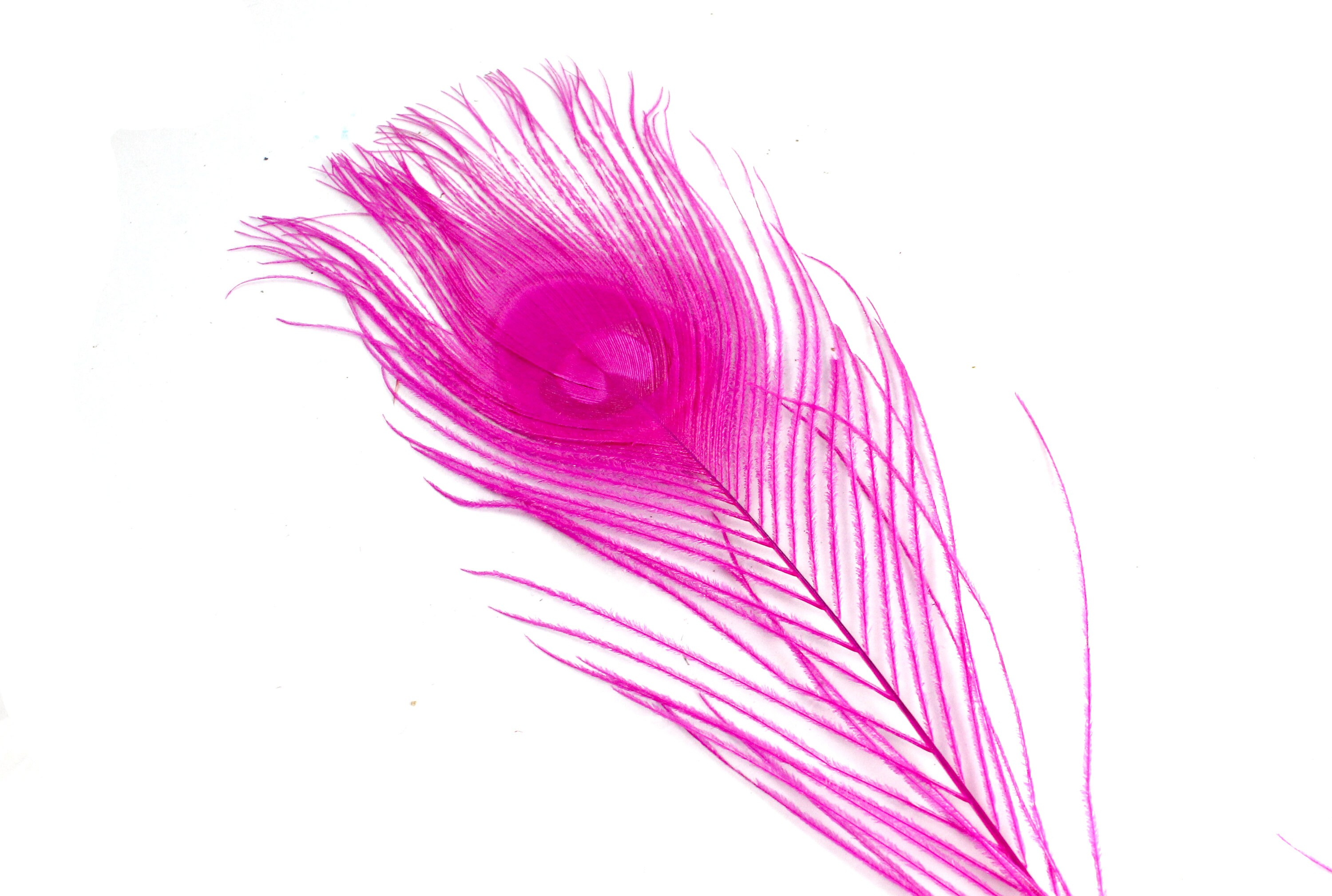Magenta Peacock Feathers. 5 Dyed Pink Bird Feather. Solid | Etsy