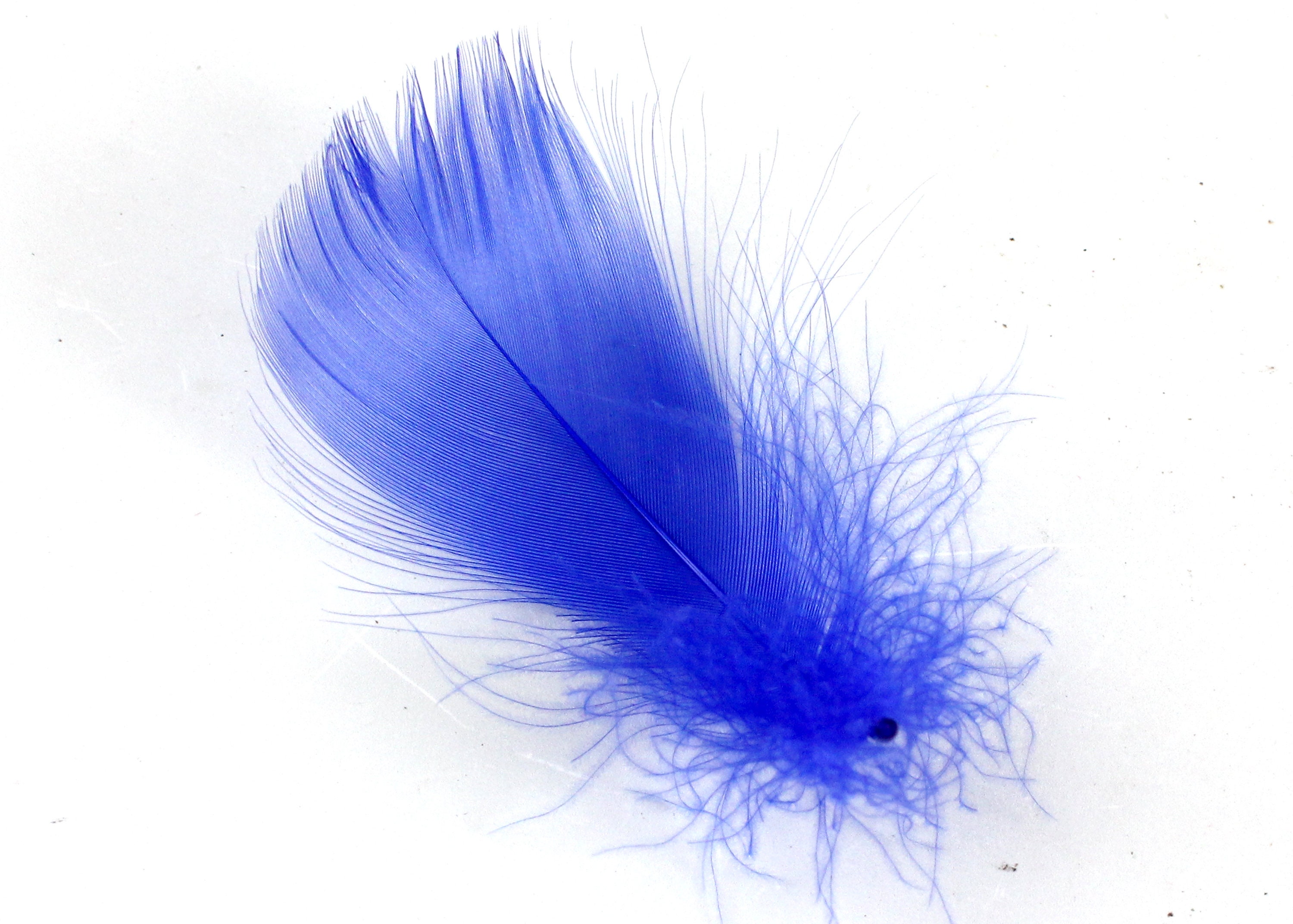 3-5 Inch Blue Goose Feathers. 10 Navy Colored Bird | Etsy