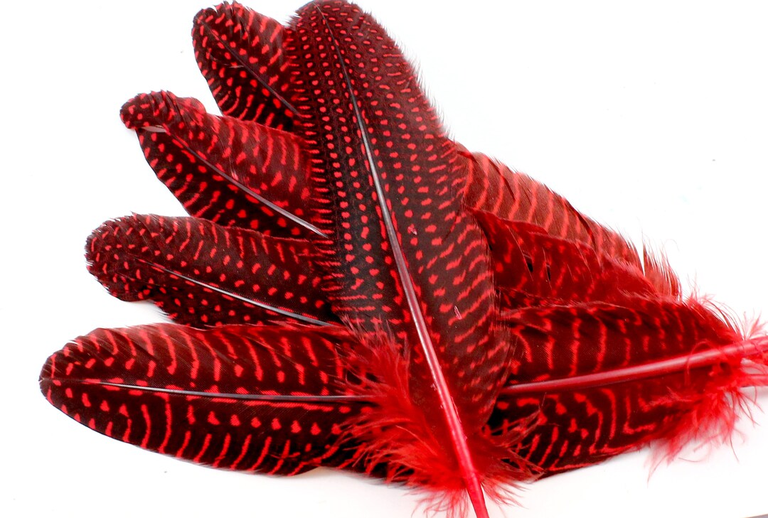 Red Guinea Fowl Wing Feathers. 10 Cardinal Colored Bird Decorations ...