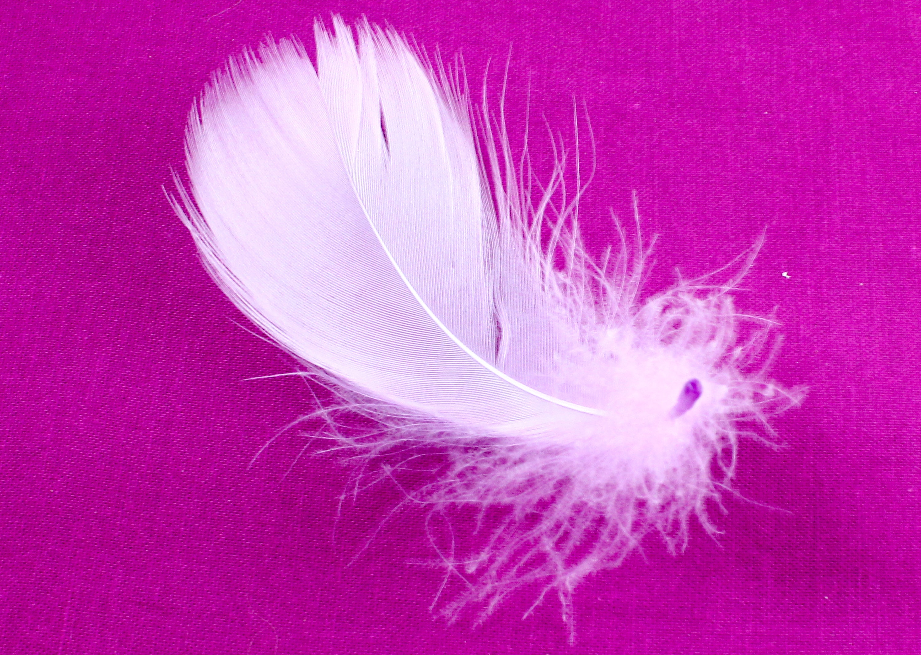 3-5 Inch Light Purple Goose Feathers. Pale Mauve Colored Bird - Etsy Canada