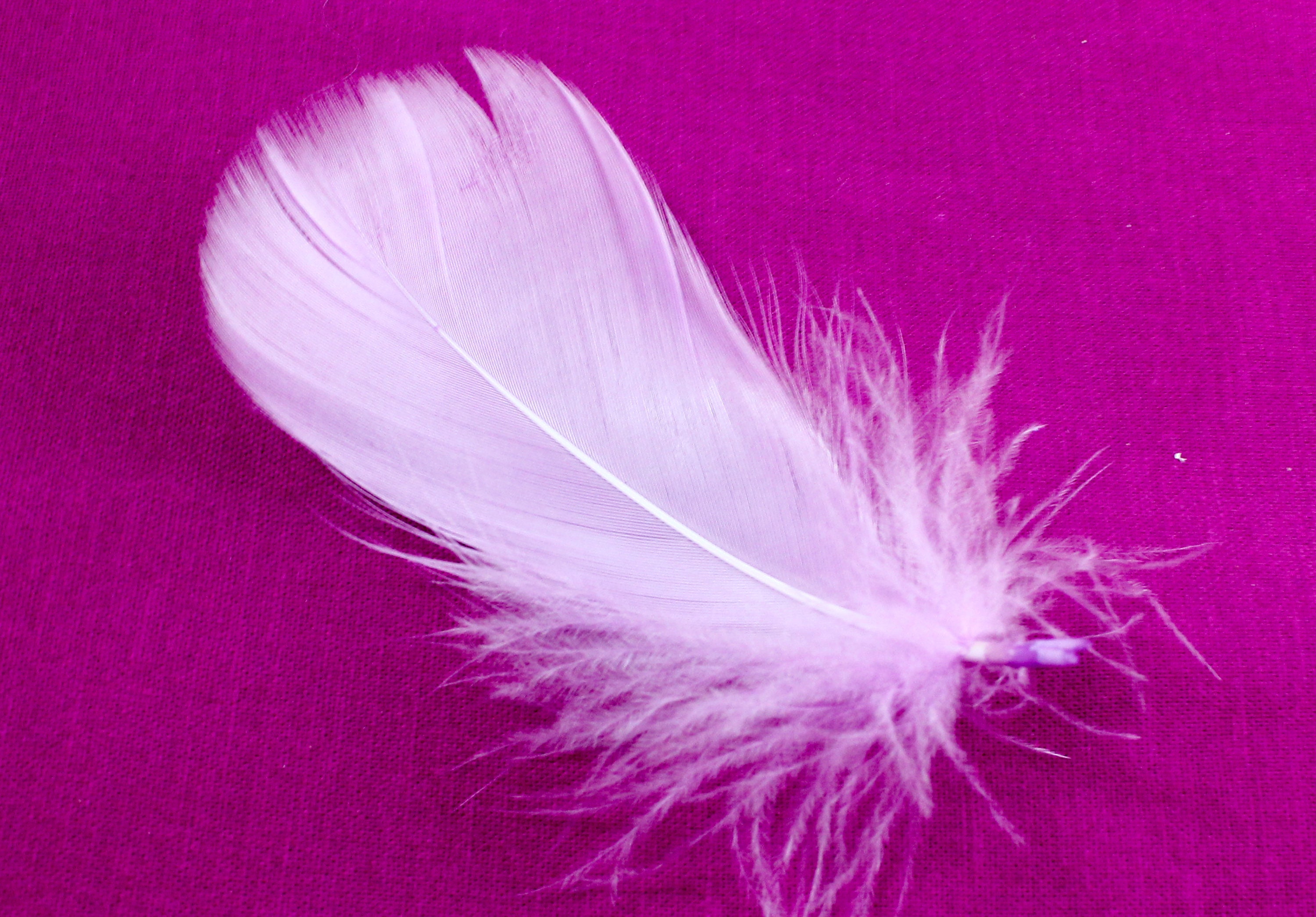 3-5 Inch Light Purple Goose Feathers. Pale Mauve Colored Bird | Etsy Canada