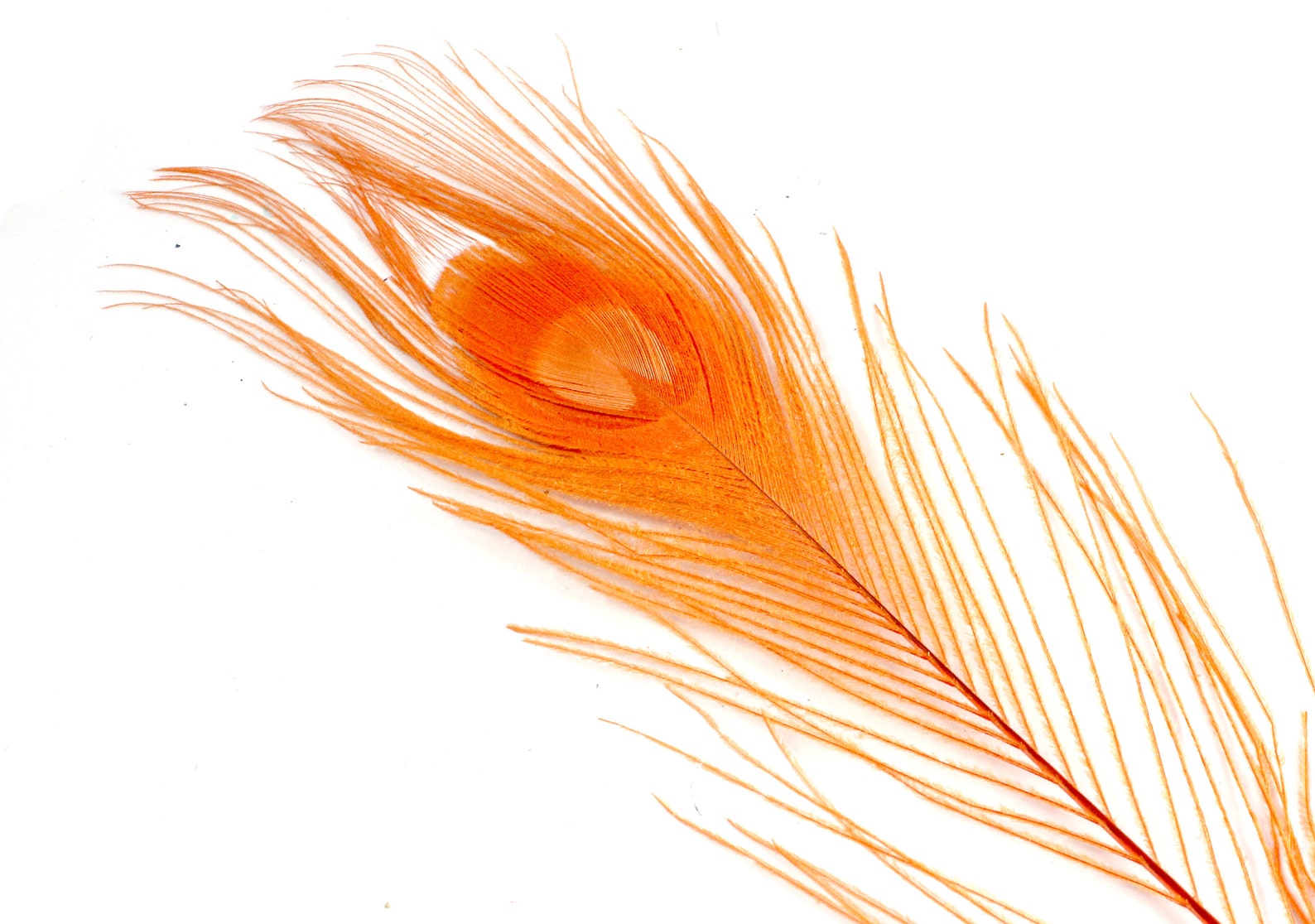 Orange Peacock Feathers. 5 Dyed Bird Decoration for Making - Etsy