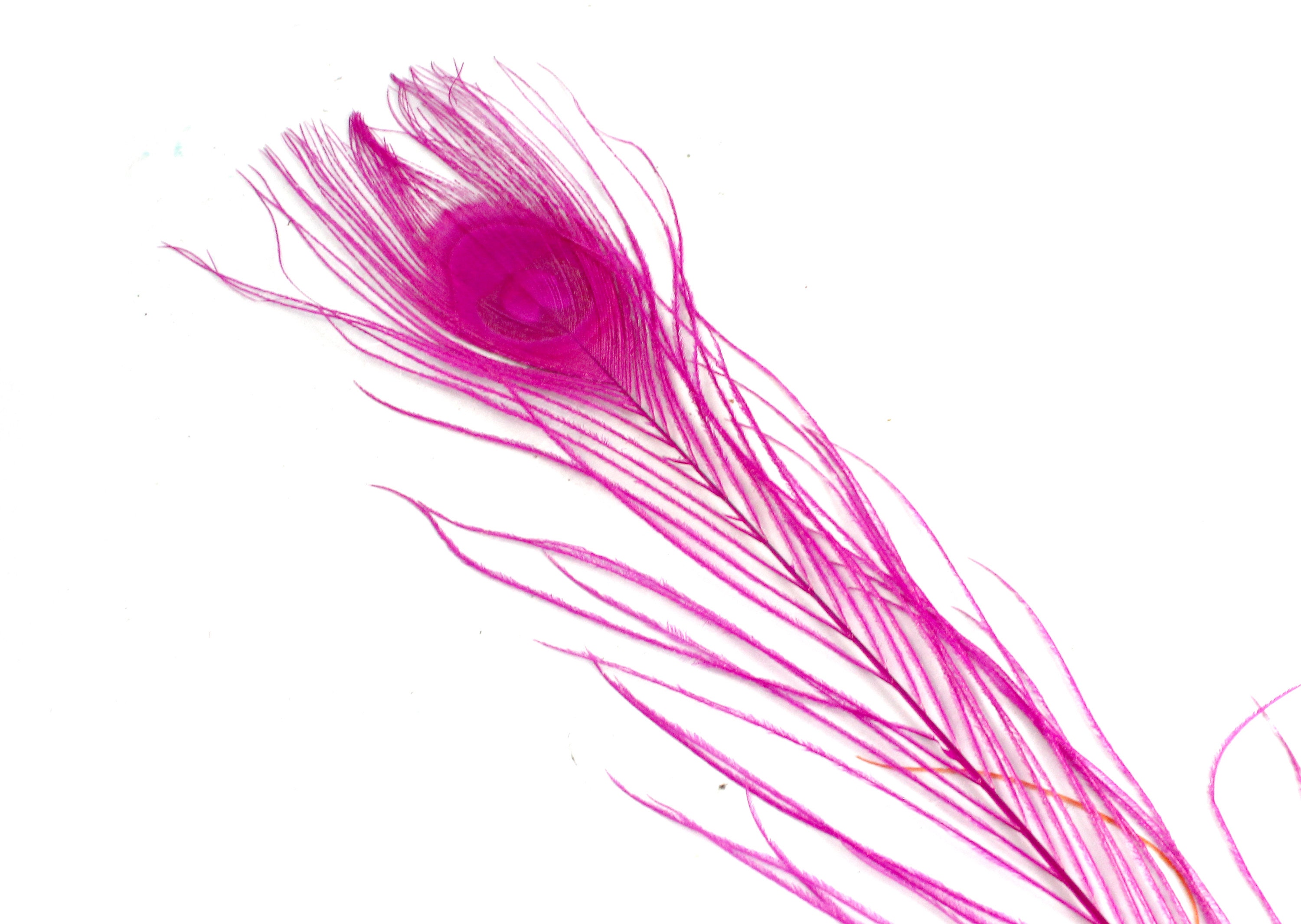 Magenta Peacock Feathers. 5 Dyed Pink Bird Feather. Solid | Etsy