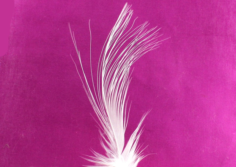 4-6 Inch Egret Feather. an Exotic Rare White Bird Plume That - Etsy