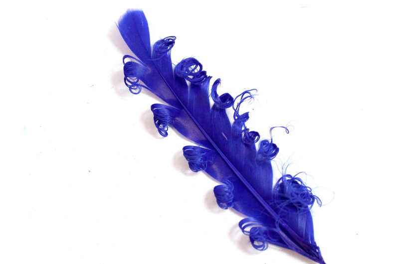 Blue Curled Duck Feathers. 5 Navy Colored Bird Feathers for | Etsy
