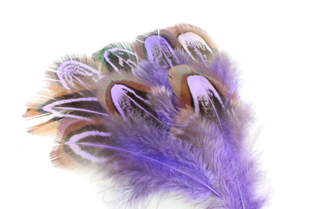 2-3 Zoll Lila Fasan Federn. 12 Lila Ringneck Fasan. Lila - Etsy.de