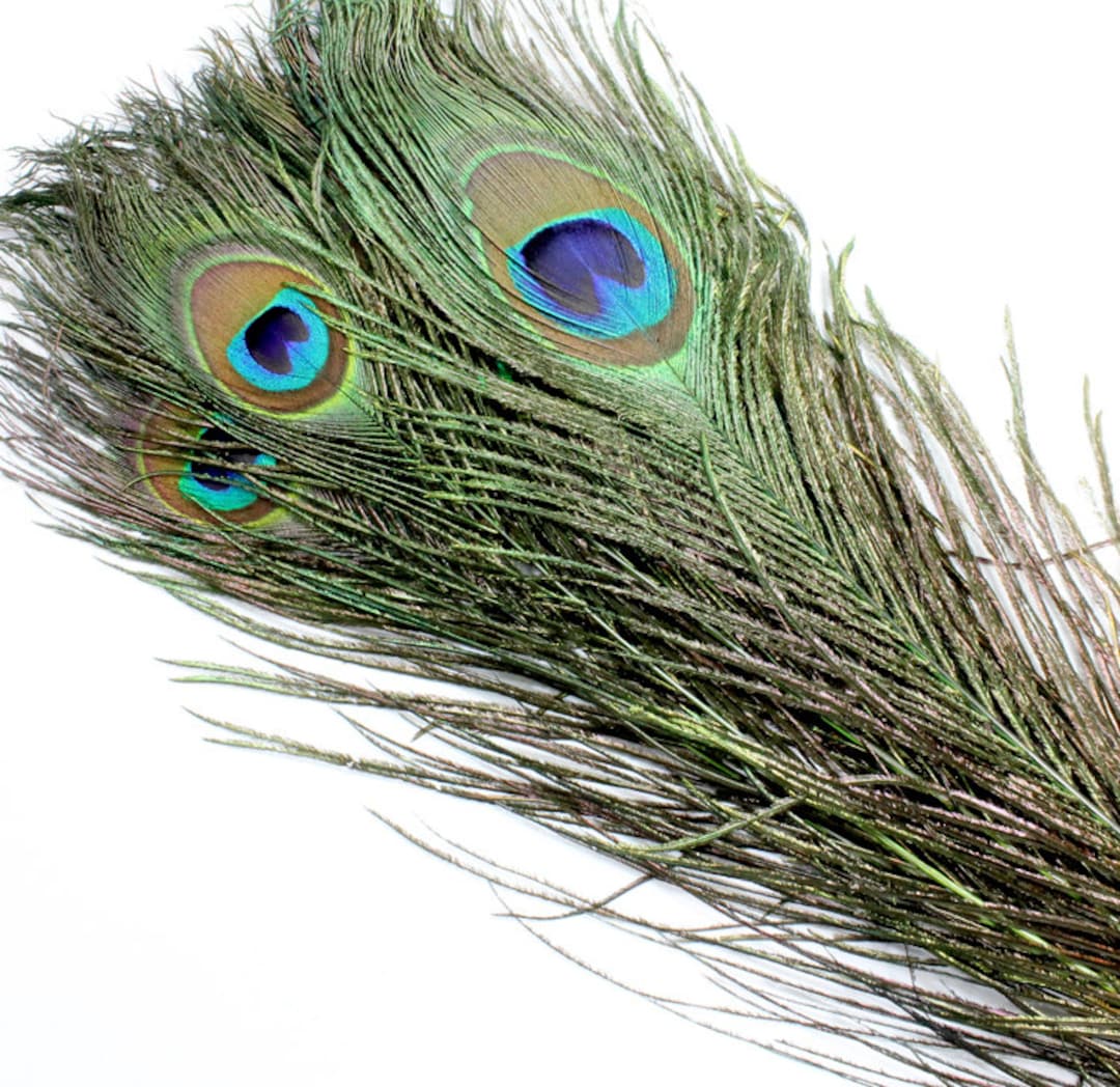 Natural Peacock Feathers. Long Dark Green Peacock Bird Feathers. Green ...