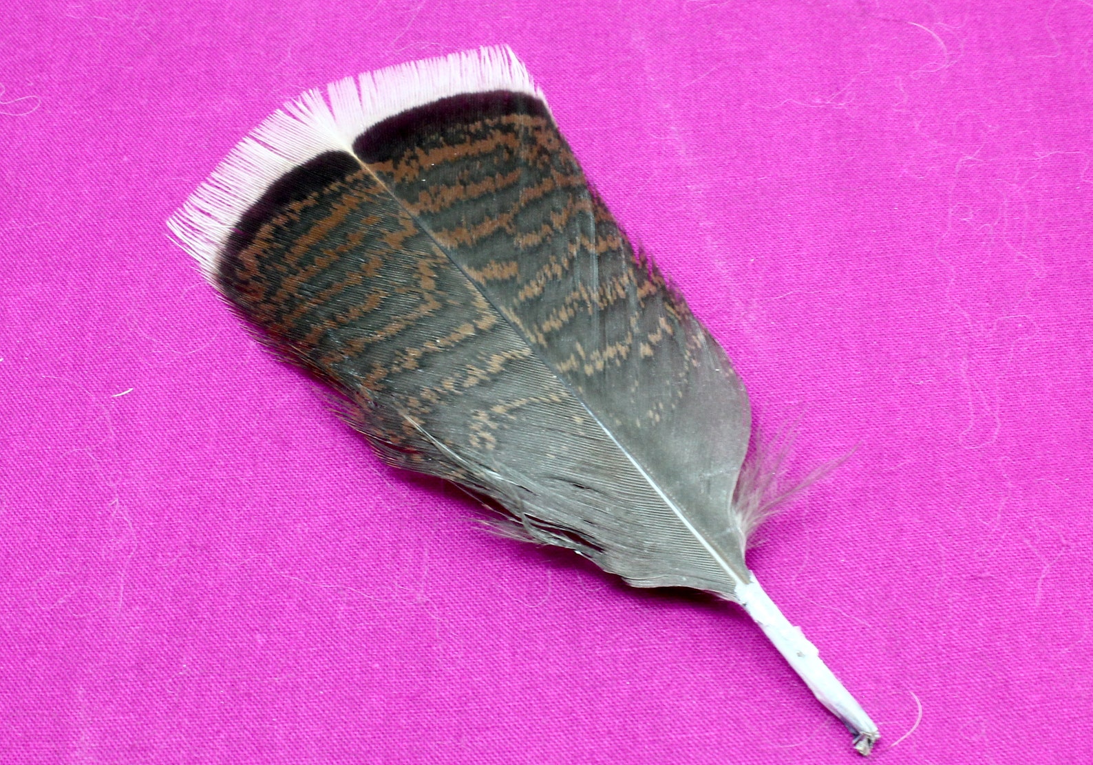 Brown Turkey Feather. A Short Flat Top Quill With Cream Ends | Etsy Canada