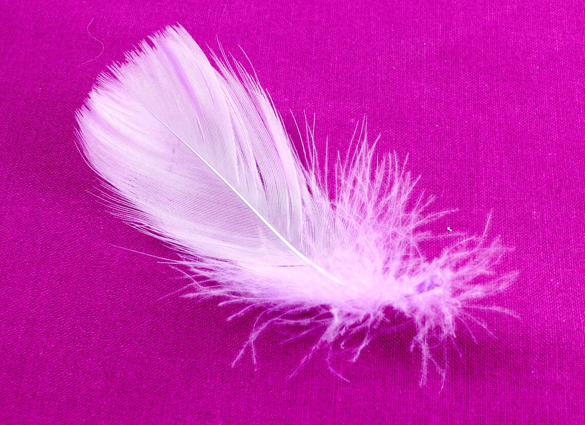 3-5 Inch Light Purple Goose Feathers. Pale Mauve Colored Bird - Etsy Canada