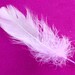 3-5 Inch Light Purple Goose Feathers. Pale Mauve Colored Bird ...