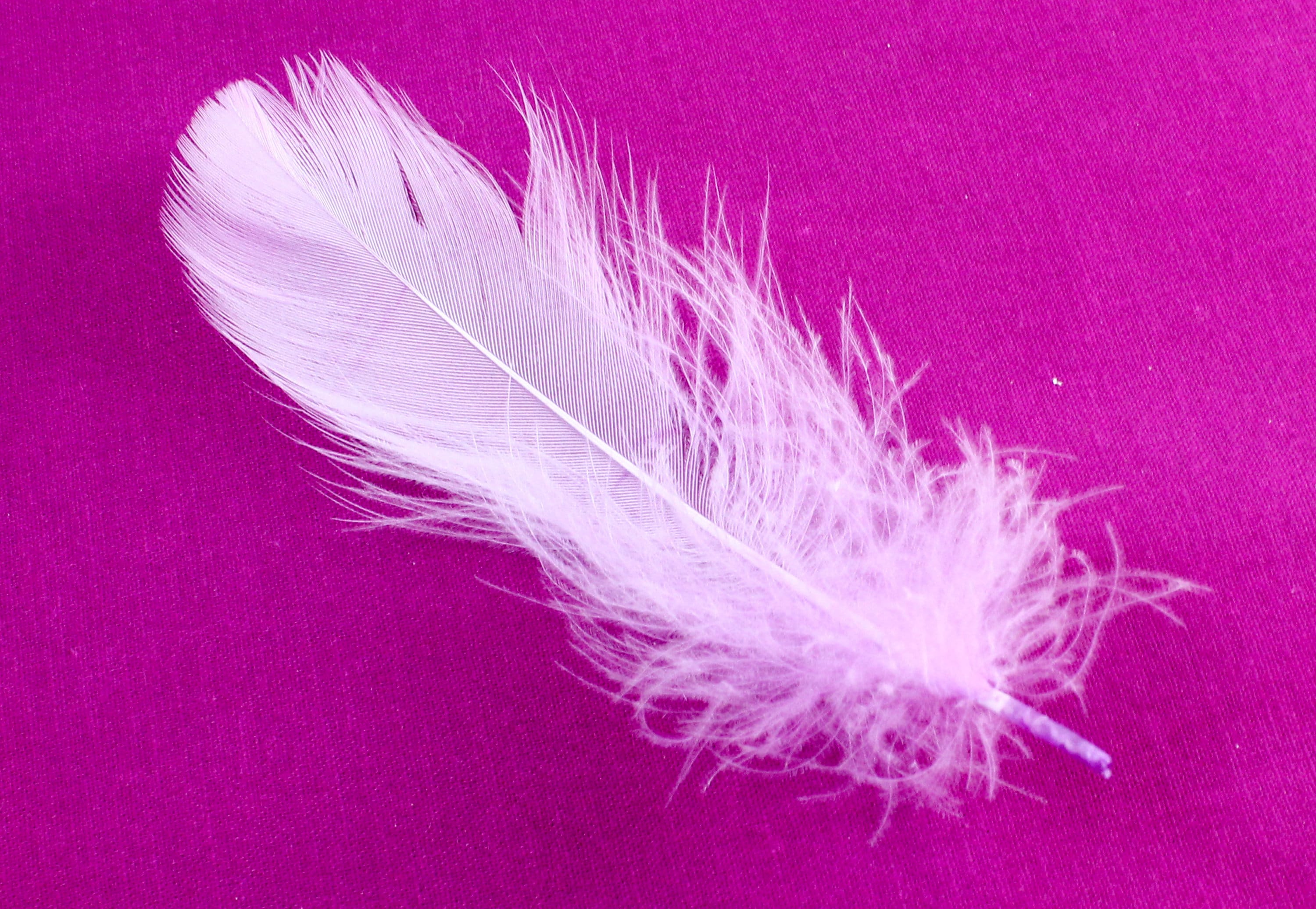 3-5 Inch Light Purple Goose Feathers. Pale Mauve Colored Bird | Etsy Canada